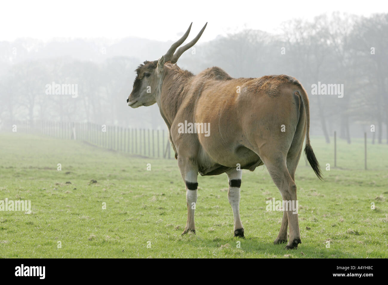 Common Eland East Africa Kenya safari nature wildlife fauna park mammal ...