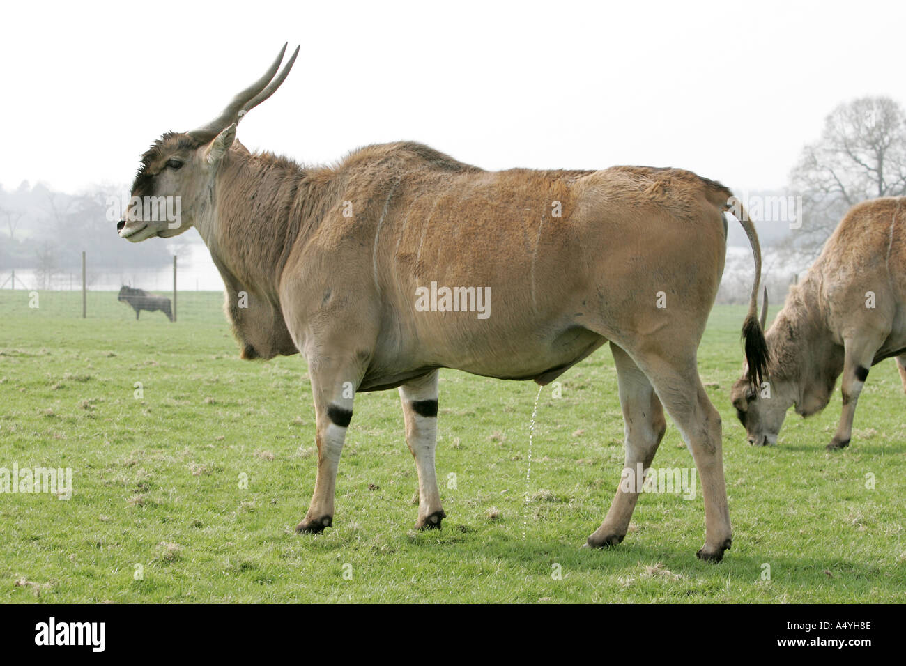 Common Eland East Africa Kenya safari nature wildlife fauna park mammal ...