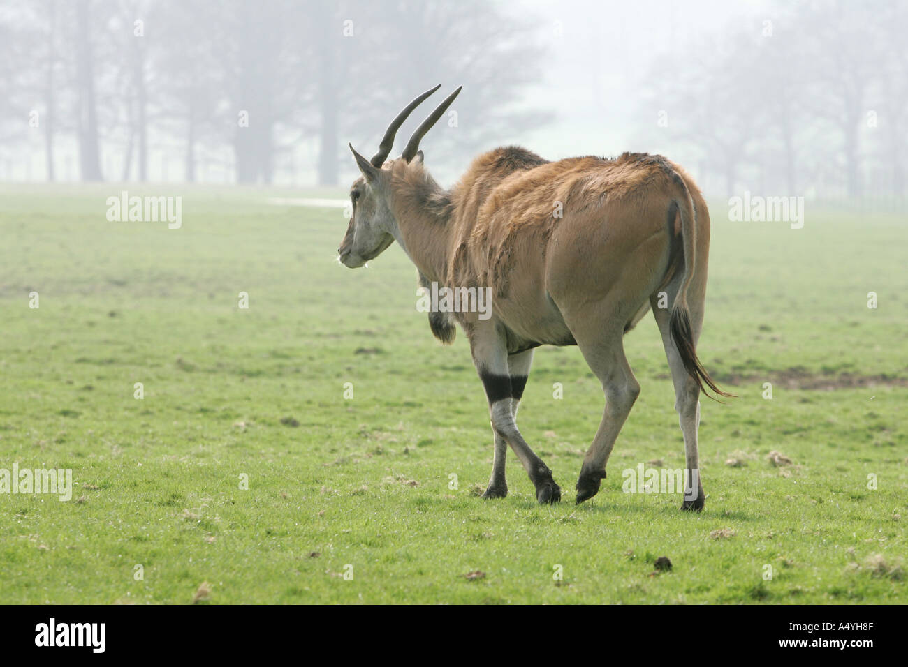 Common Eland East Africa Kenya safari nature wildlife fauna park mammal ...