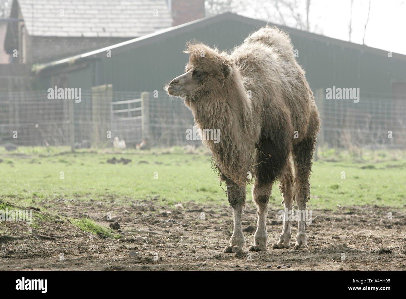 Camel face humor Bactrian humps desert animal largest living strong ...