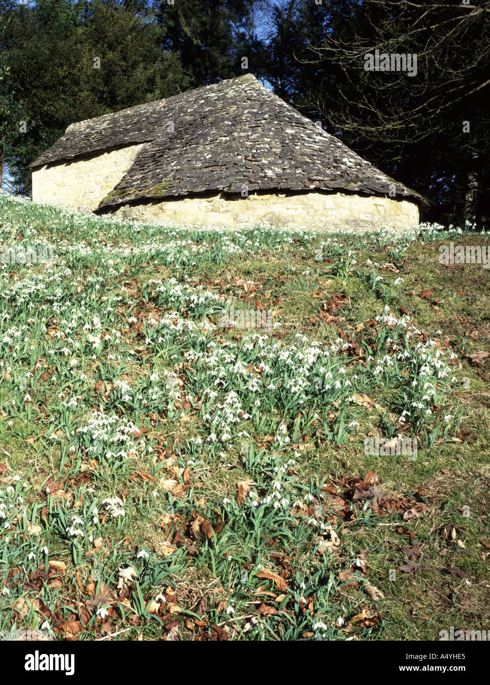 Snowdrops around and old Ice House at Colesbourne Park Stock Photo - Alamy