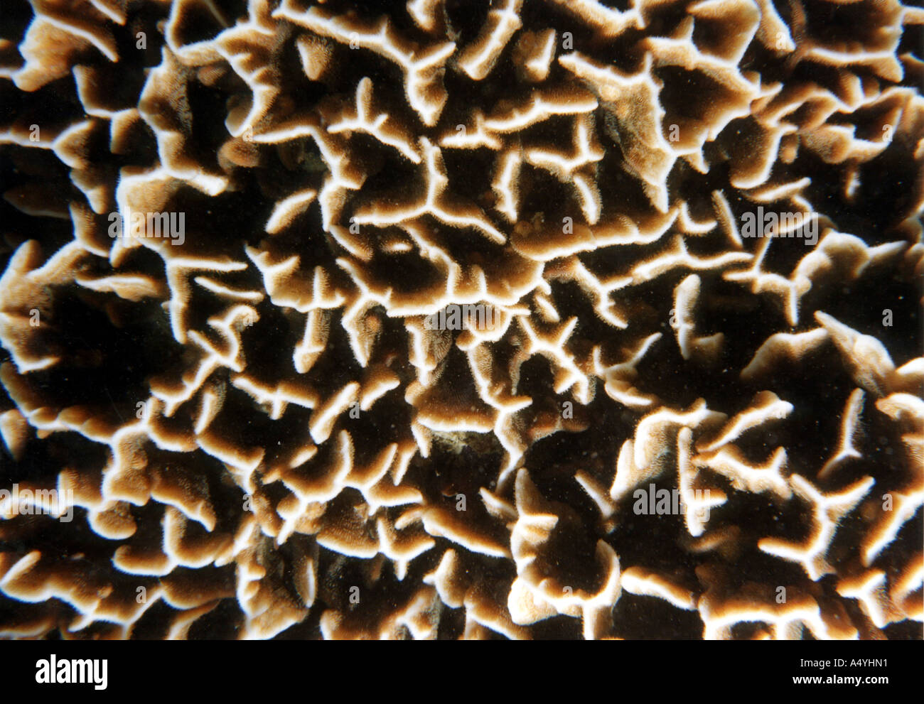 Underwater structure hi-res stock photography and images - Alamy