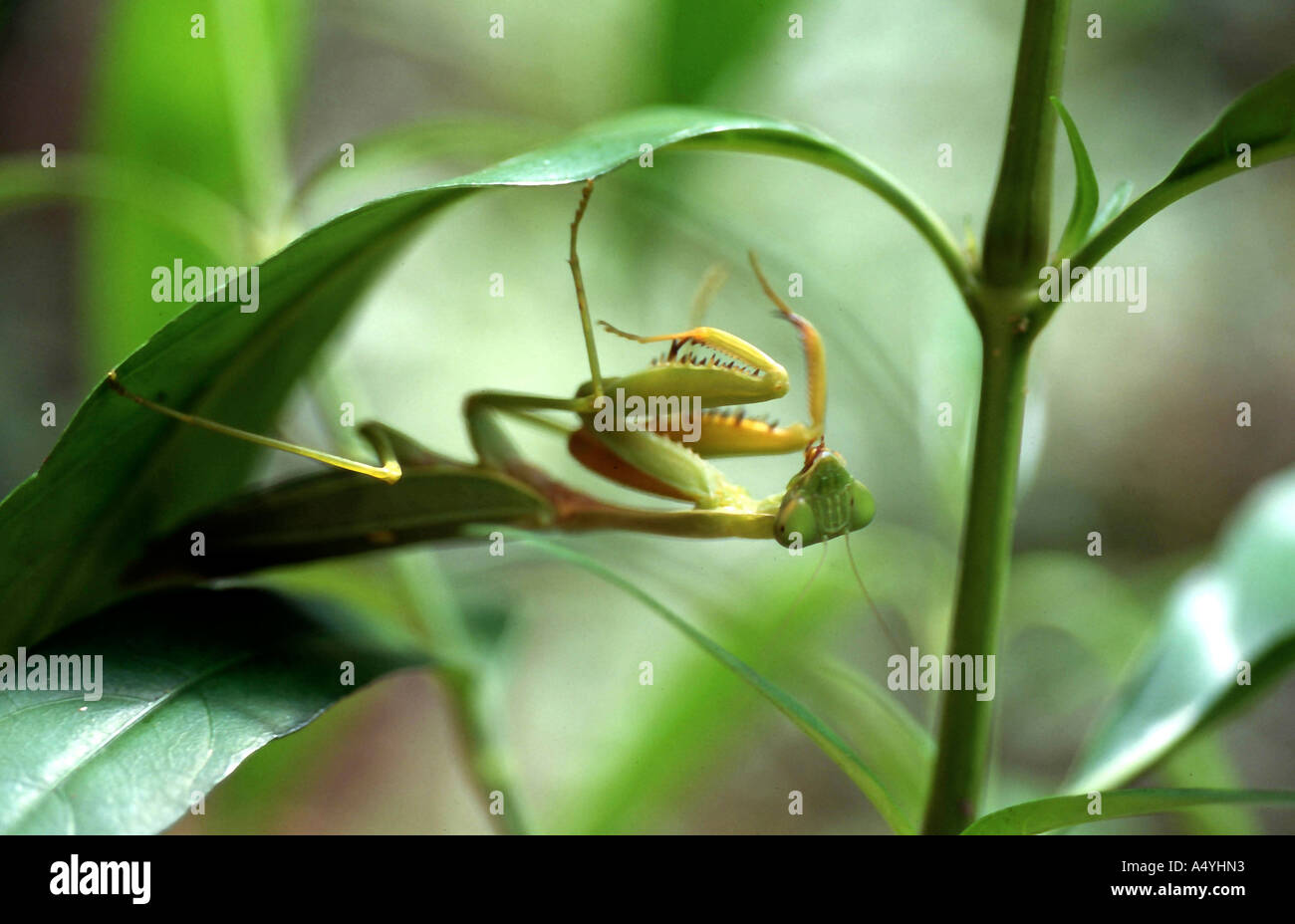 Green leaf mantis no.1 Stock Photo - Alamy