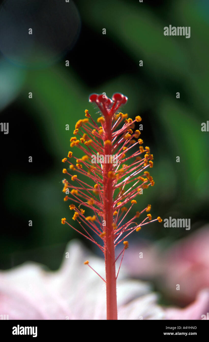 Structural flower hi-res stock photography and images - Alamy