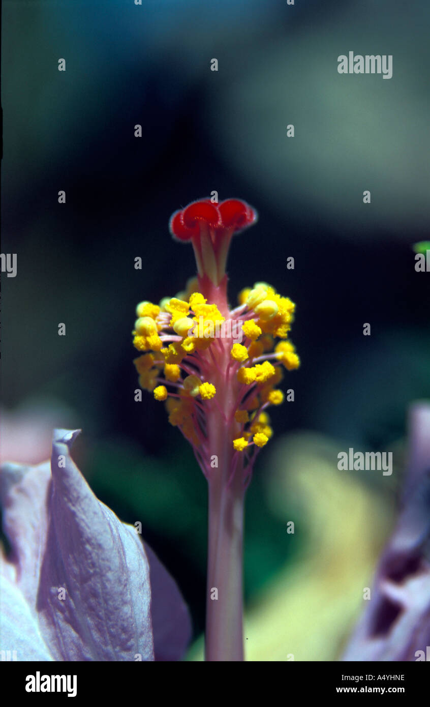 Structural flower hi-res stock photography and images - Alamy