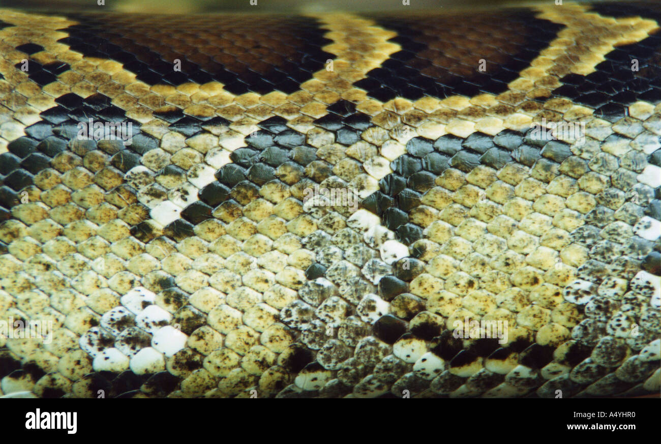 Snake skin pattern hi-res stock photography and images - Alamy