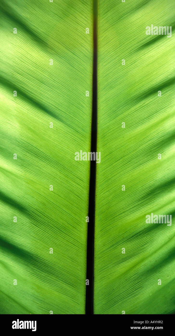 Esthetic leaf hi-res stock photography and images - Alamy