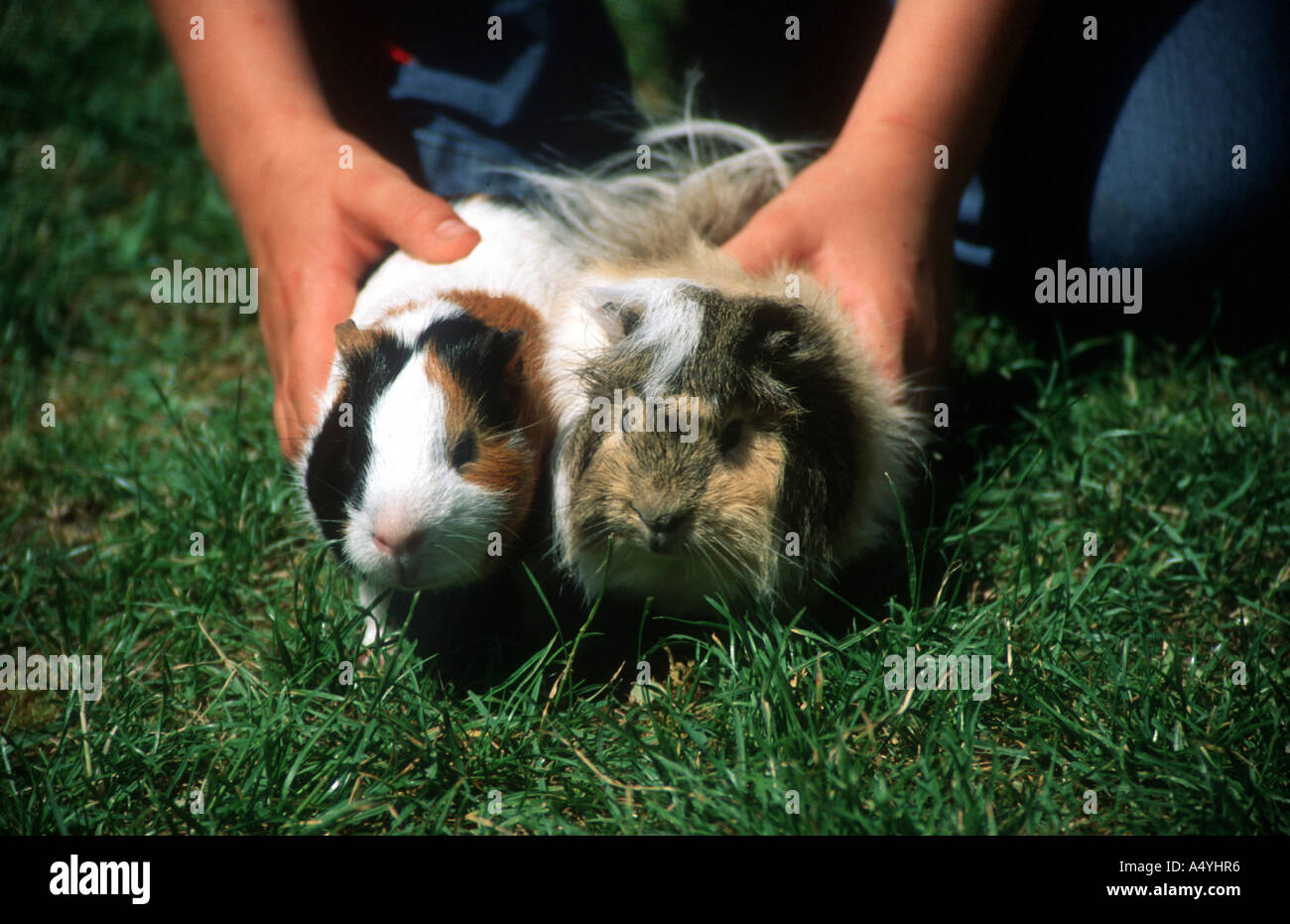Guinea pig pair hi-res stock photography and images - Alamy