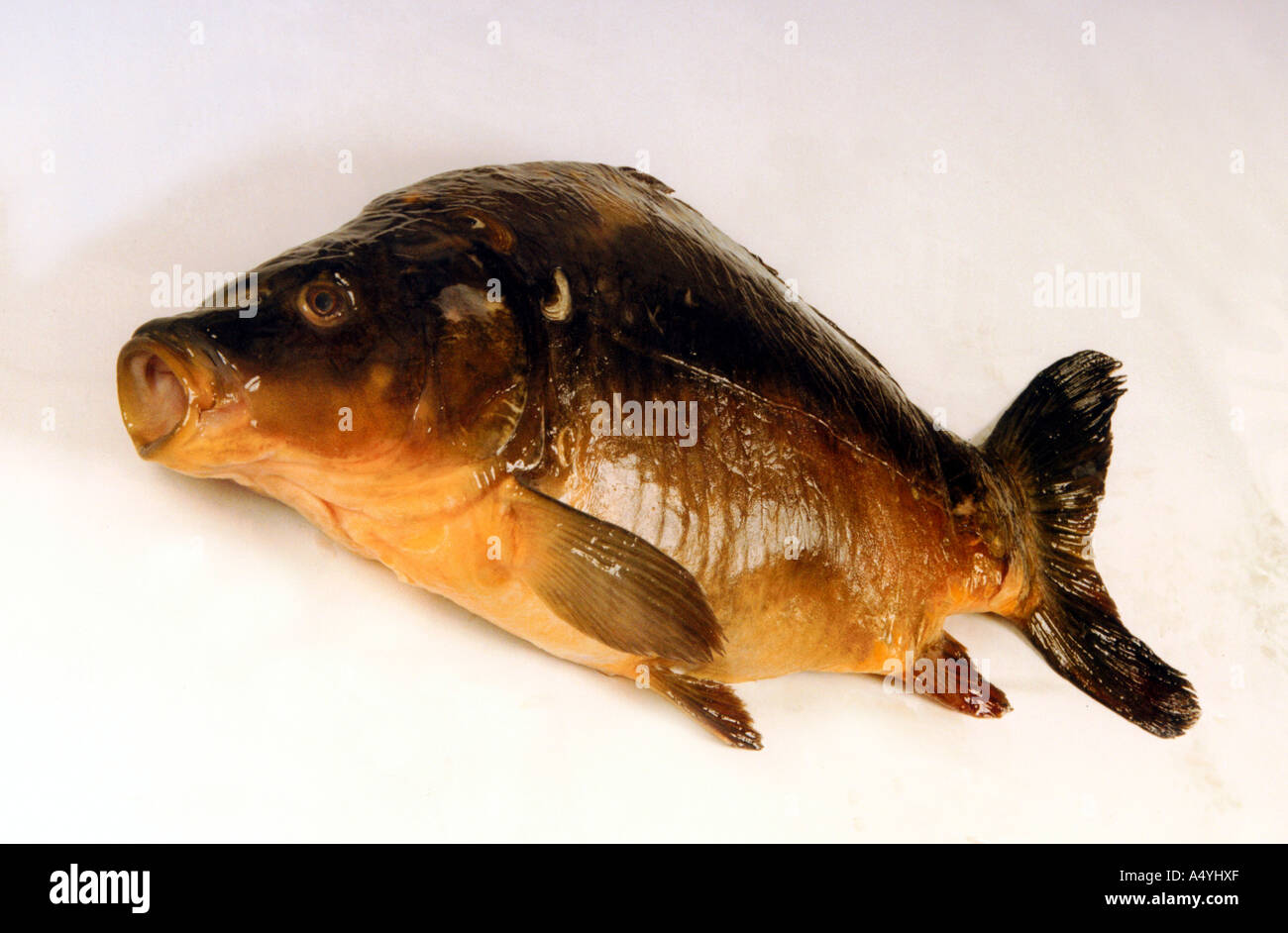 Cut outs fish hi-res stock photography and images - Alamy