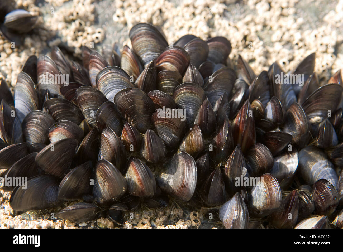 Mussels on a rock hi-res stock photography and images - Alamy