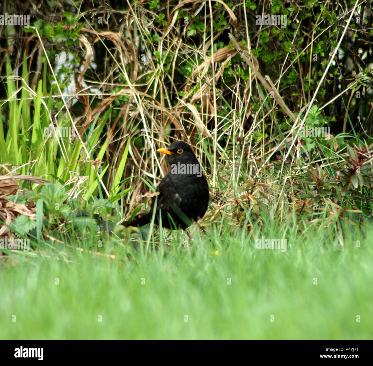 Wild food hunting hi-res stock photography and images - Alamy