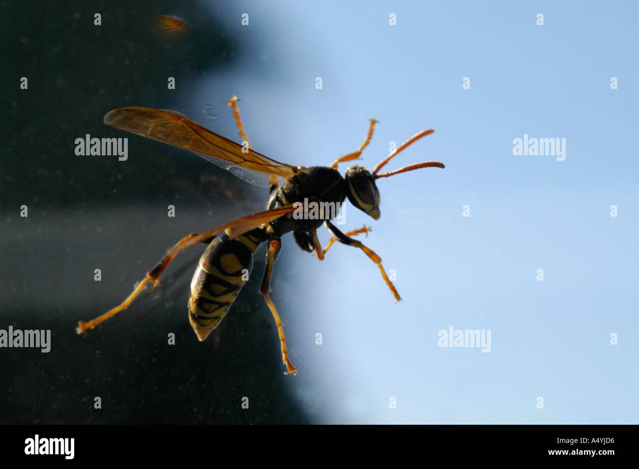 Wasp on window hi-res stock photography and images - Alamy