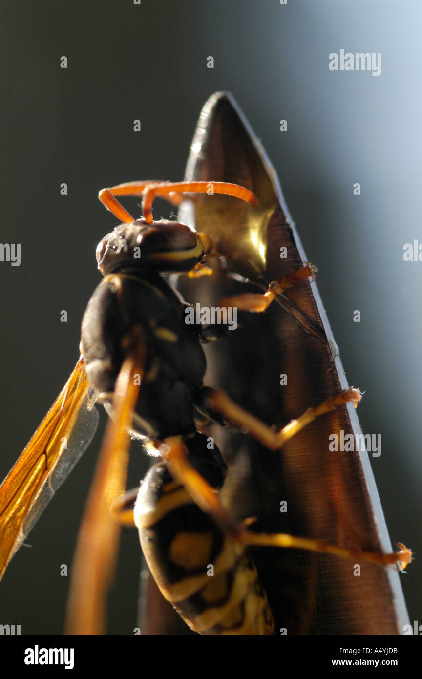 Attract wasp hi-res stock photography and images - Alamy