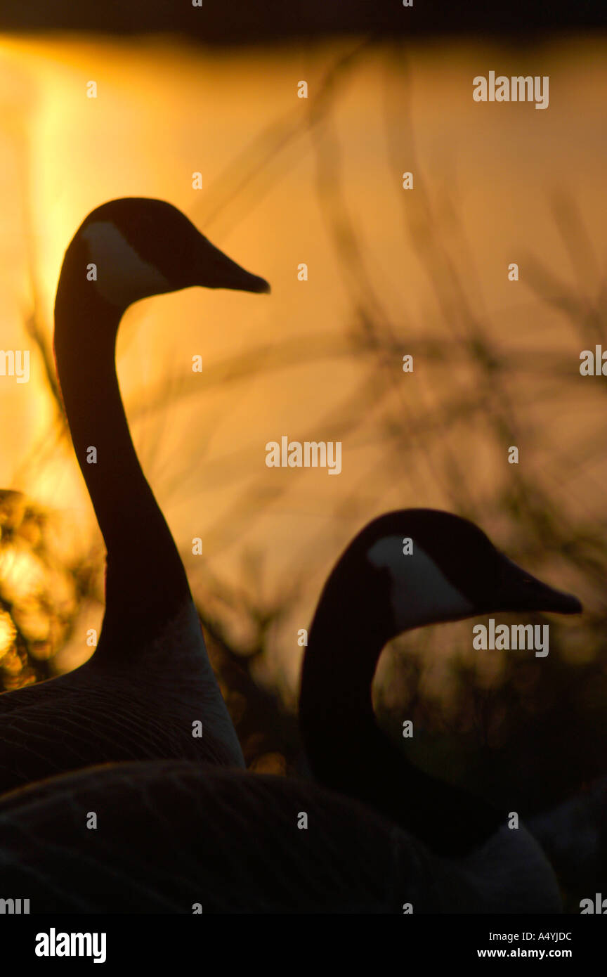 Canadian geese alert bird hi-res stock photography and images - Alamy