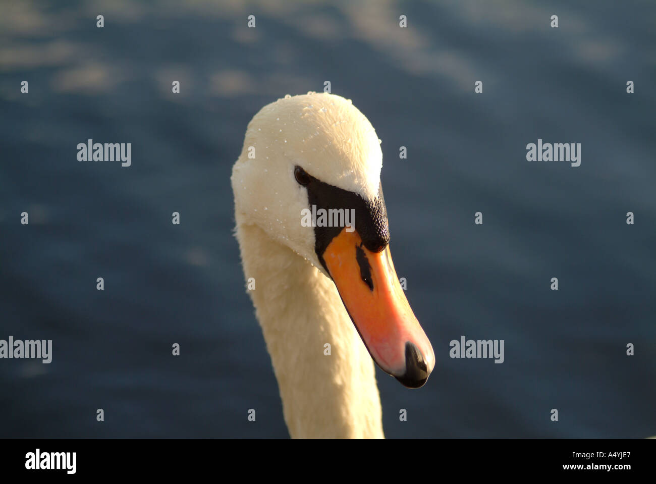 Adult swan beak open hi-res stock photography and images - Alamy