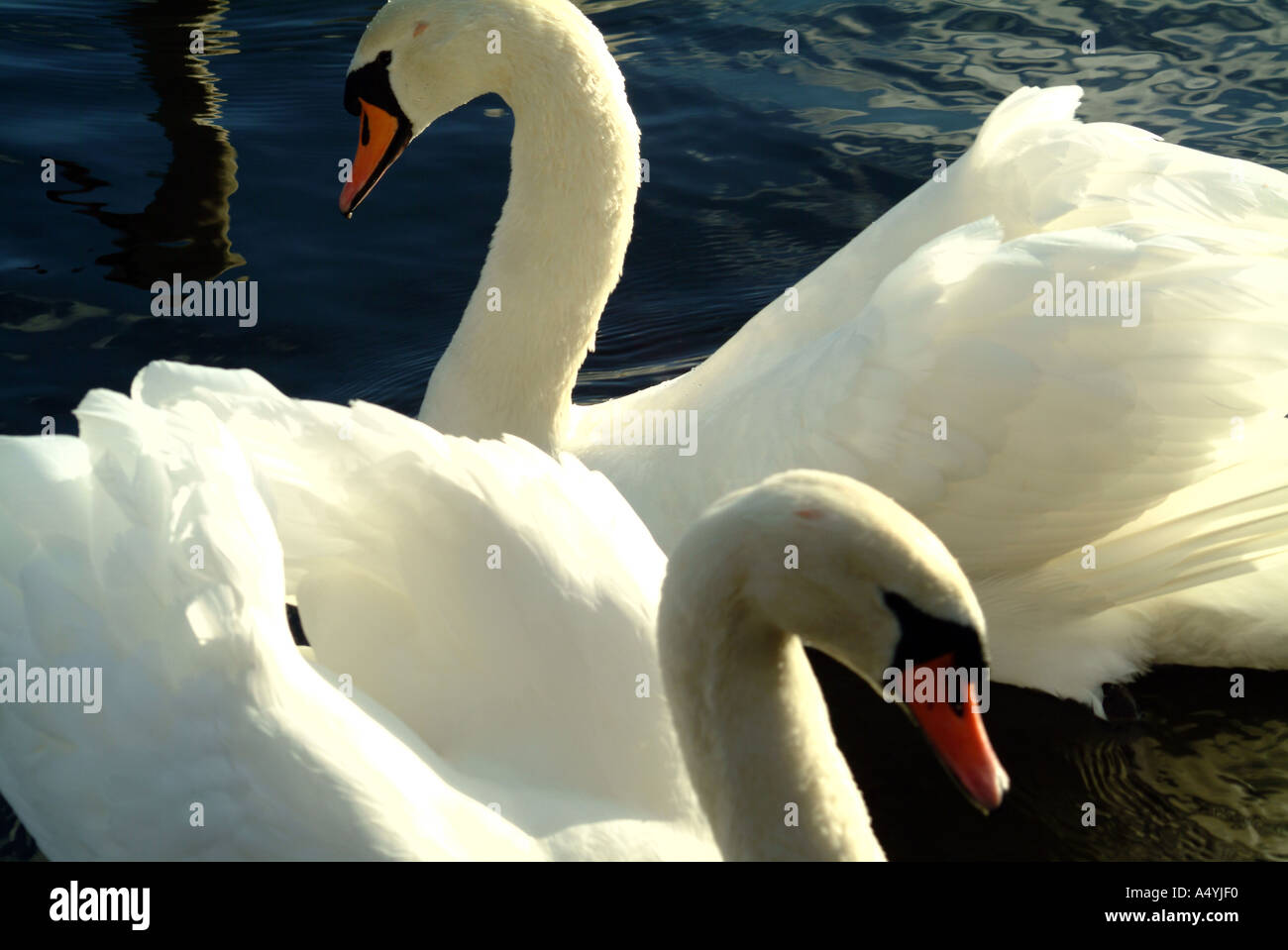 Adult swan beak open hi-res stock photography and images - Alamy