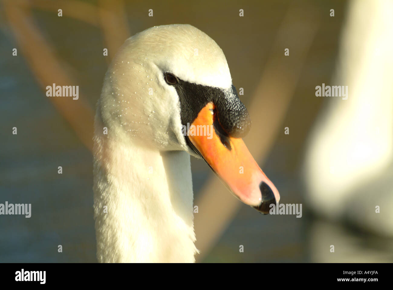 Adult swan beak open hi-res stock photography and images - Alamy