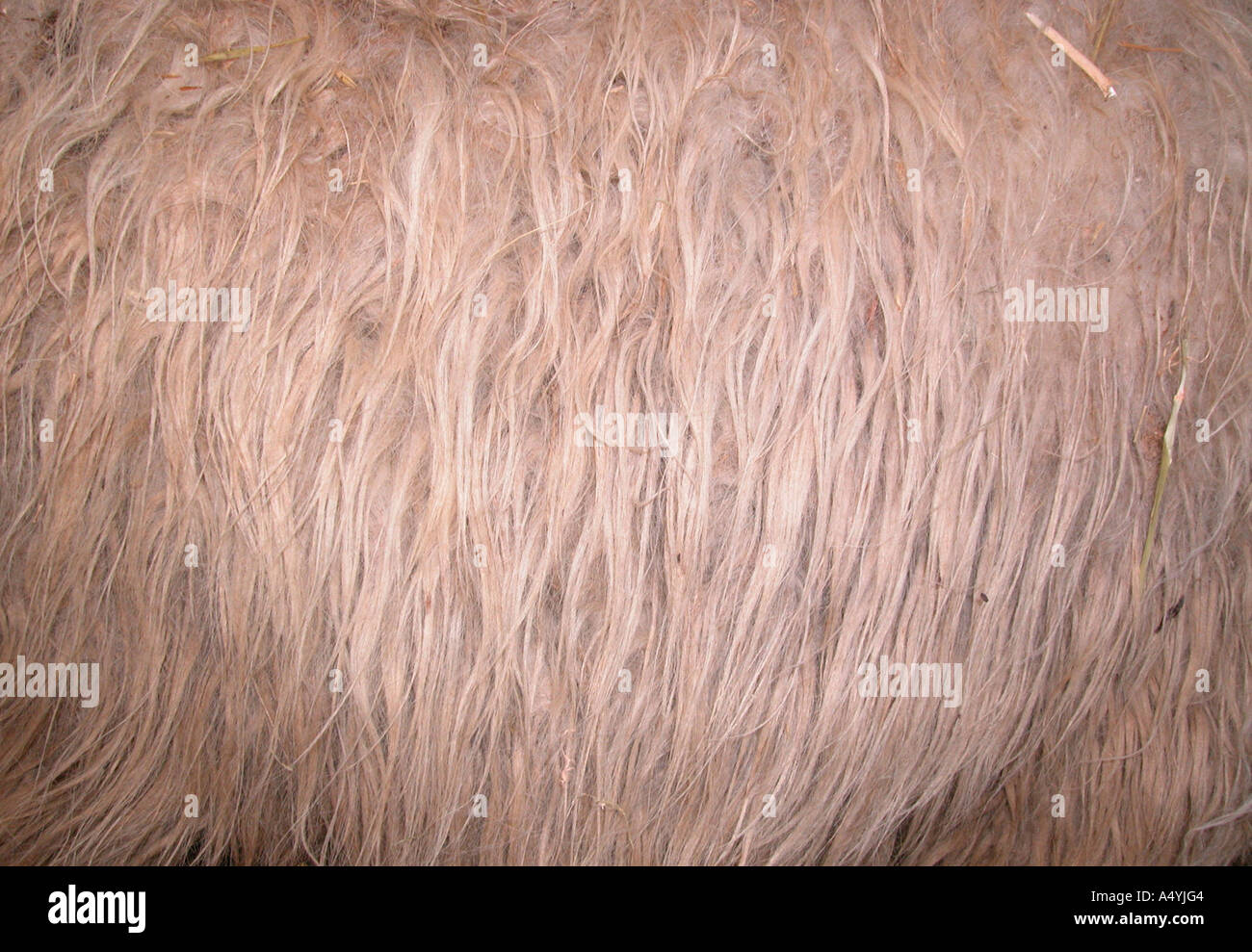 Sheep structure hi-res stock photography and images - Alamy