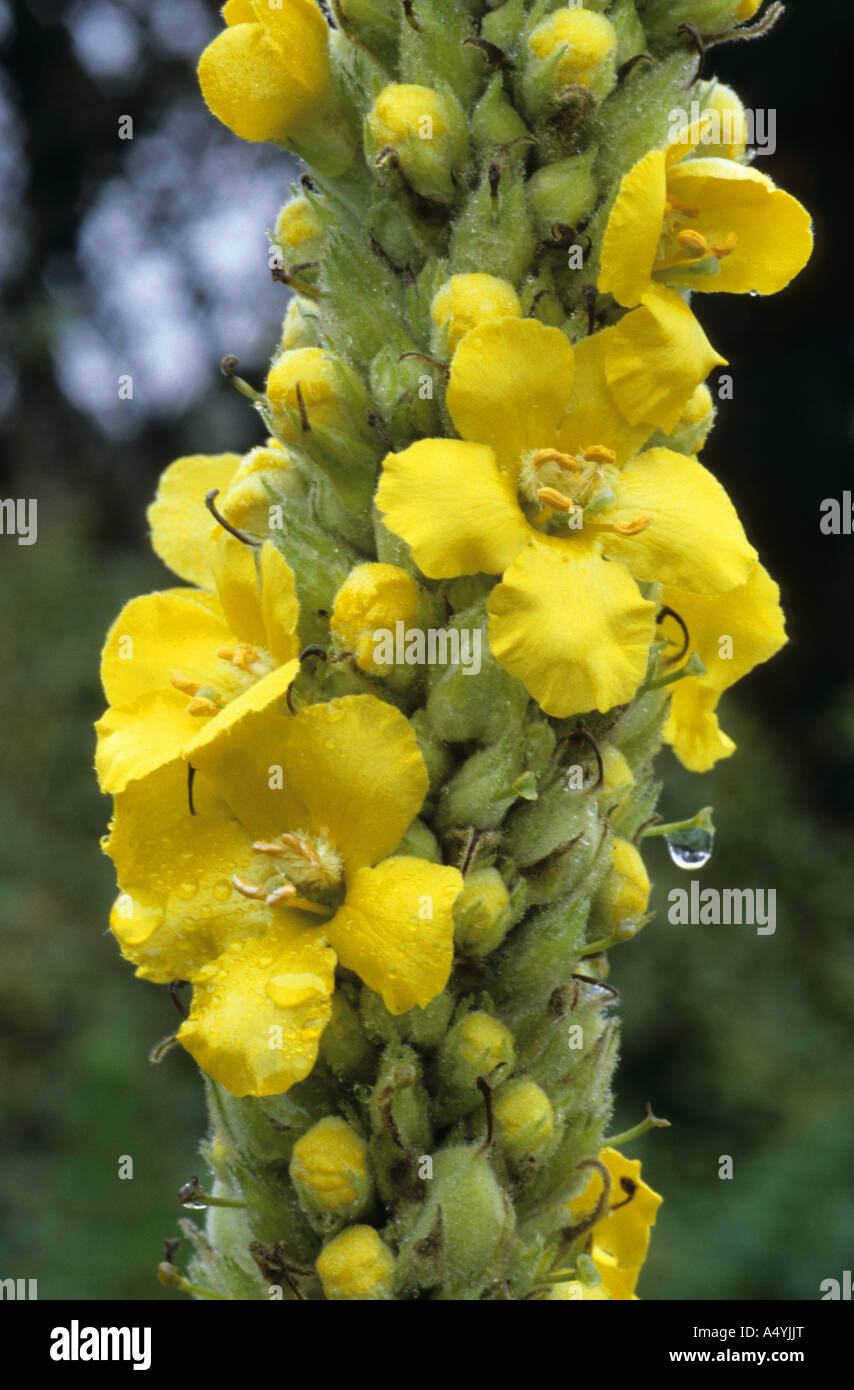 Mullein stalk hi-res stock photography and images - Alamy