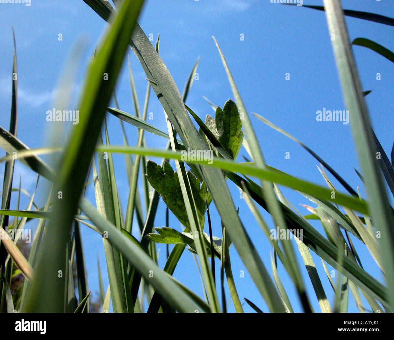 Close up view of green leaf hi-res stock photography and images - Alamy