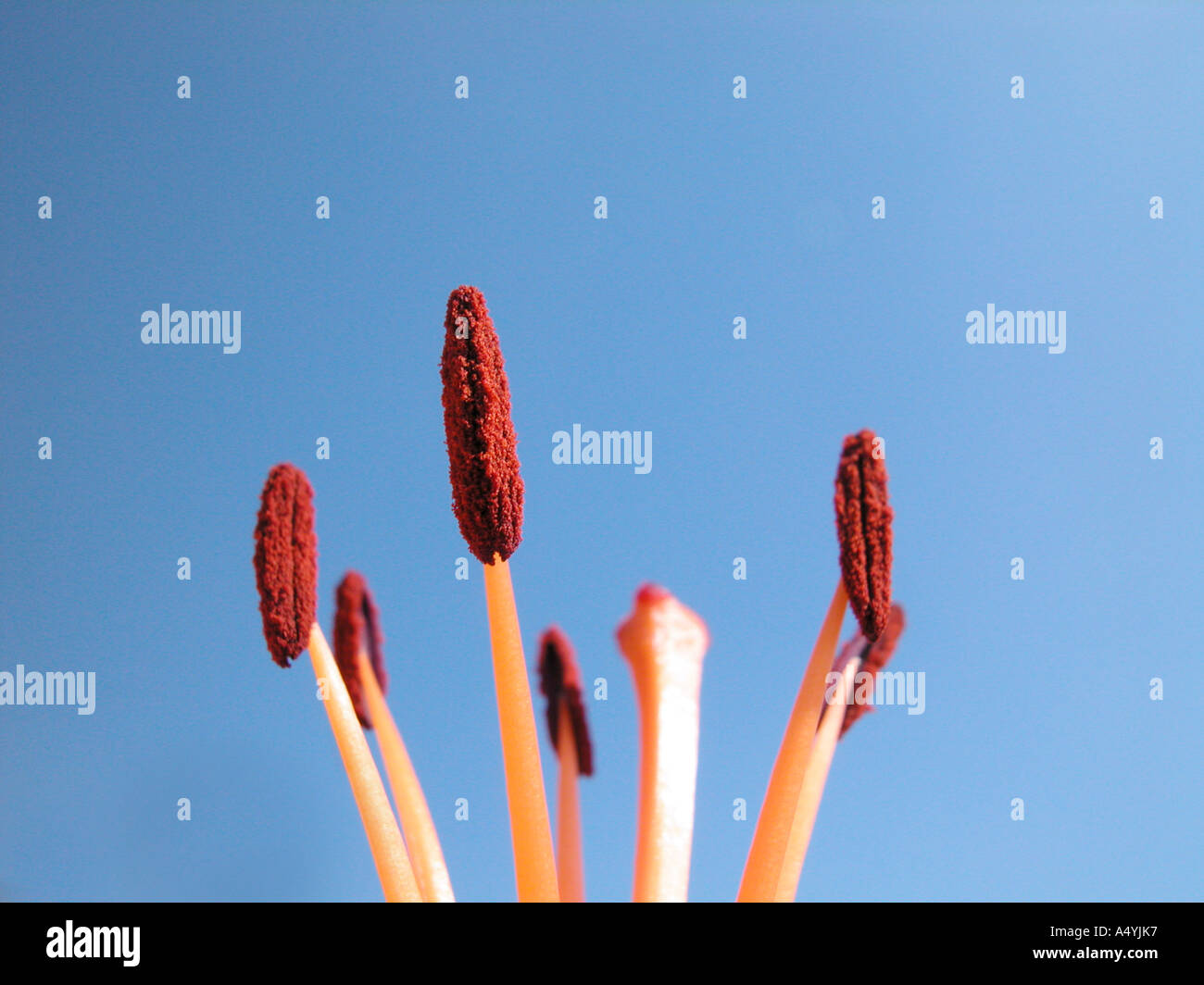 Stalk vegetation hi-res stock photography and images - Alamy