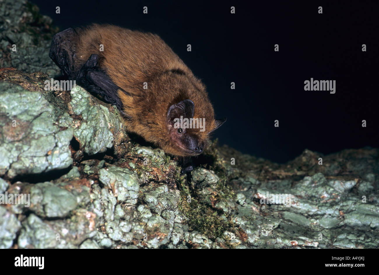 noctule bat Nyctalis noctua Stock Photo - Alamy