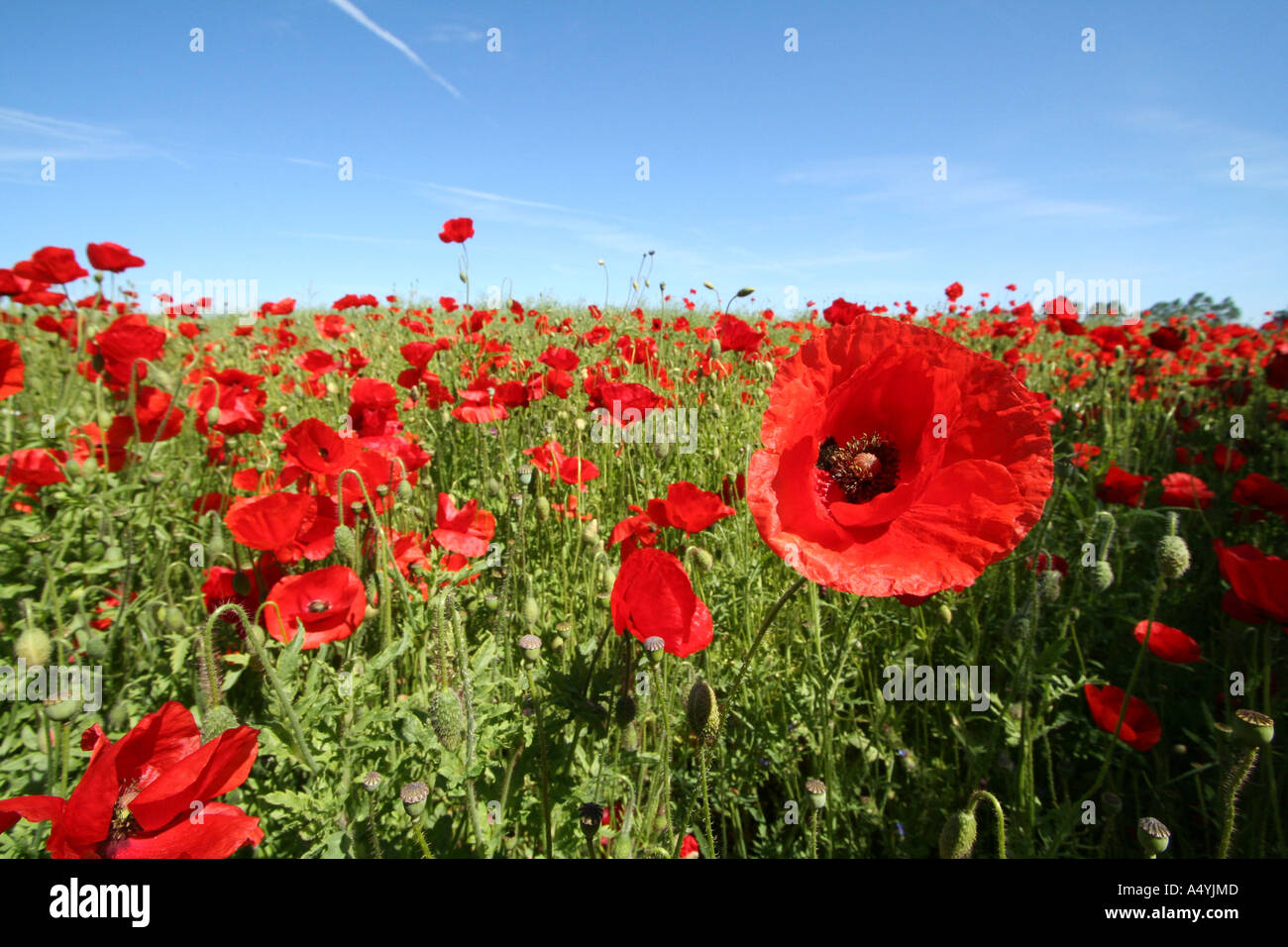 Blue poppy seed hi-res stock photography and images - Alamy