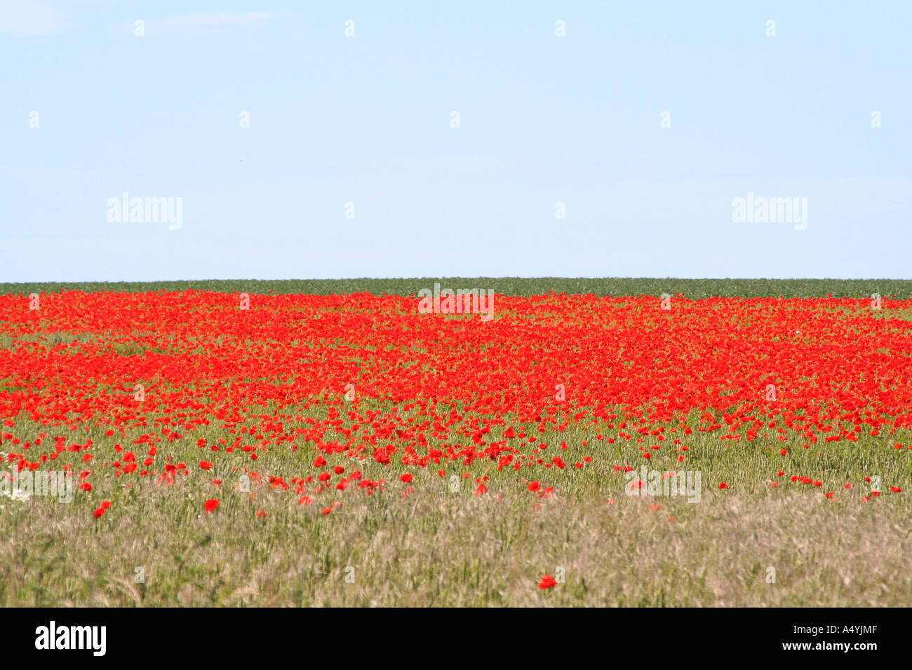 Field of poppy seed Stock Photo - Alamy
