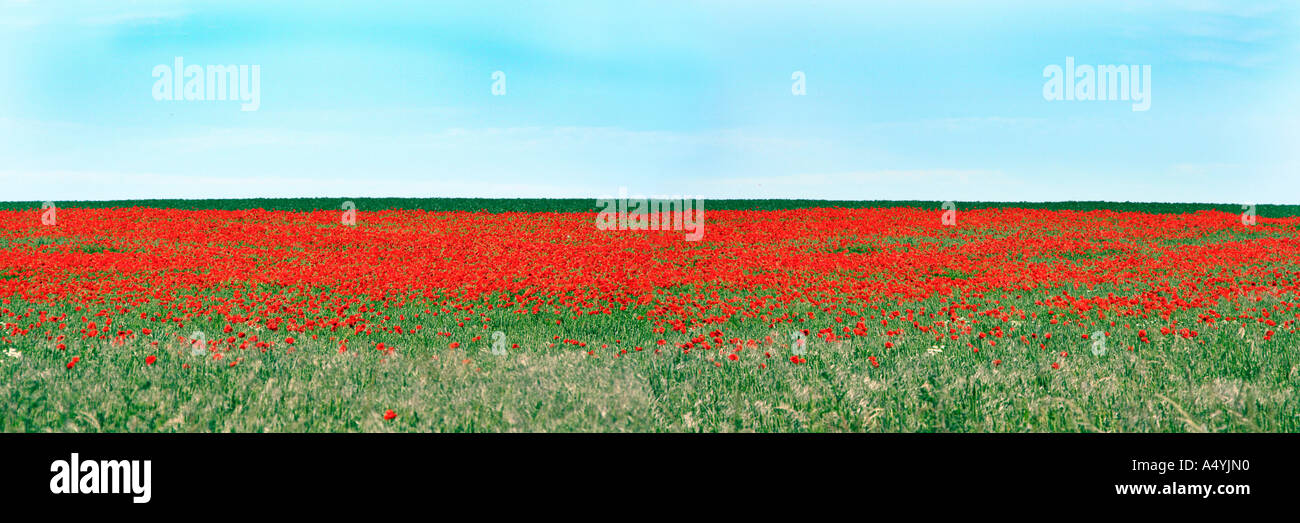 Field of poppy seed Stock Photo - Alamy