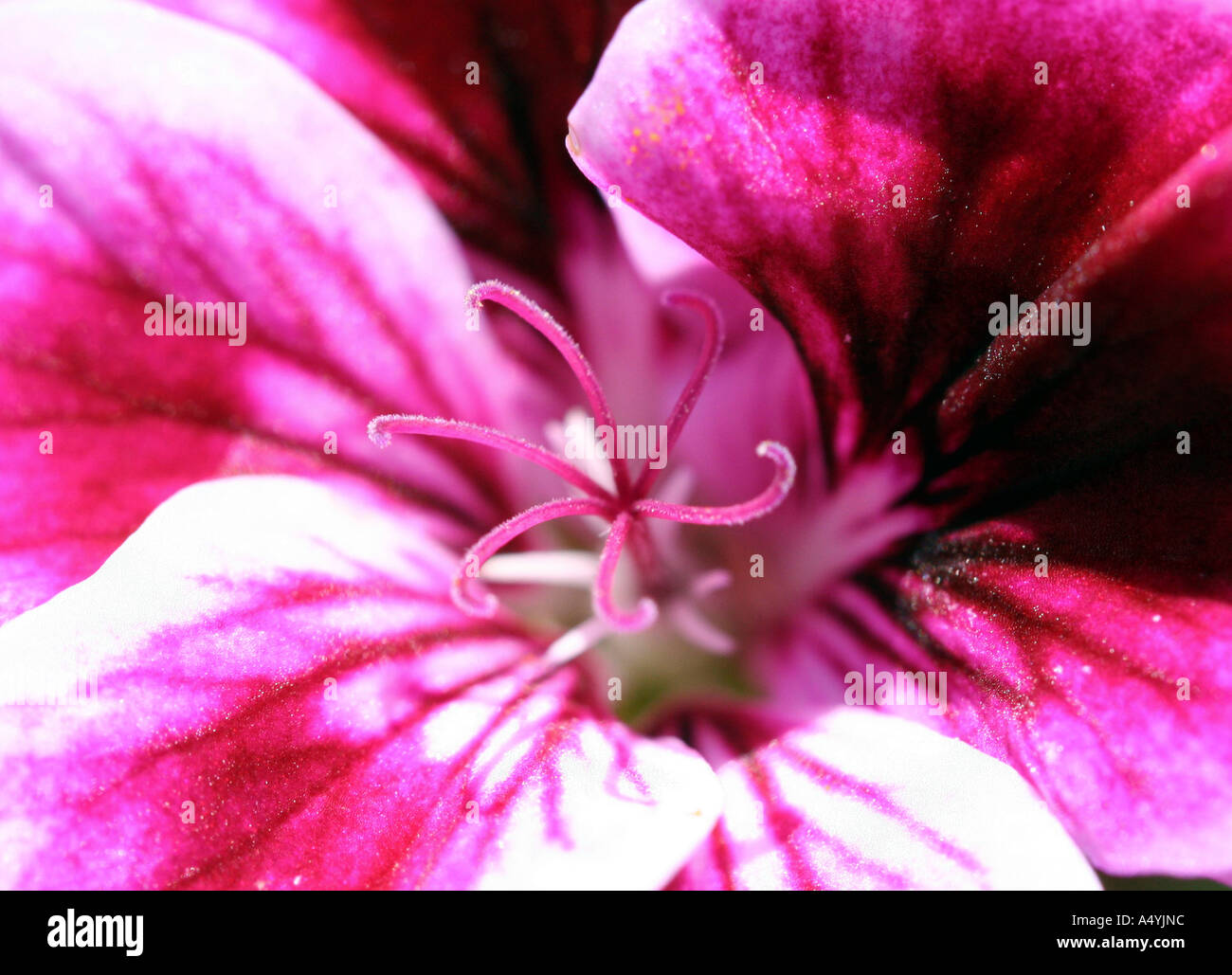 Pink color colour blossom hi-res stock photography and images - Alamy