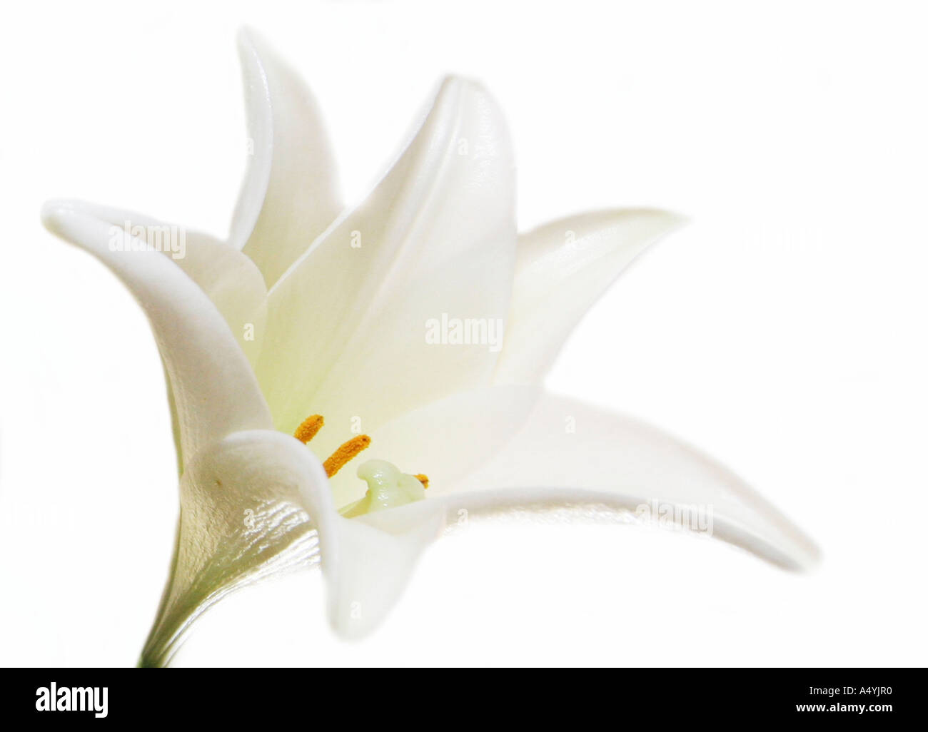 Ornamental lilly Cut Out Stock Images & Pictures - Alamy