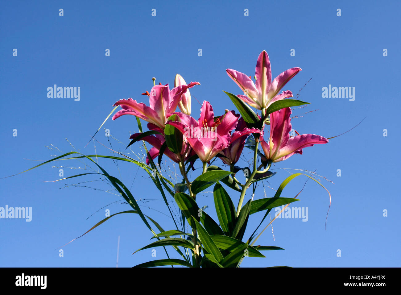 Bunch Of Lillies High Resolution Stock Photography and Images - Alamy