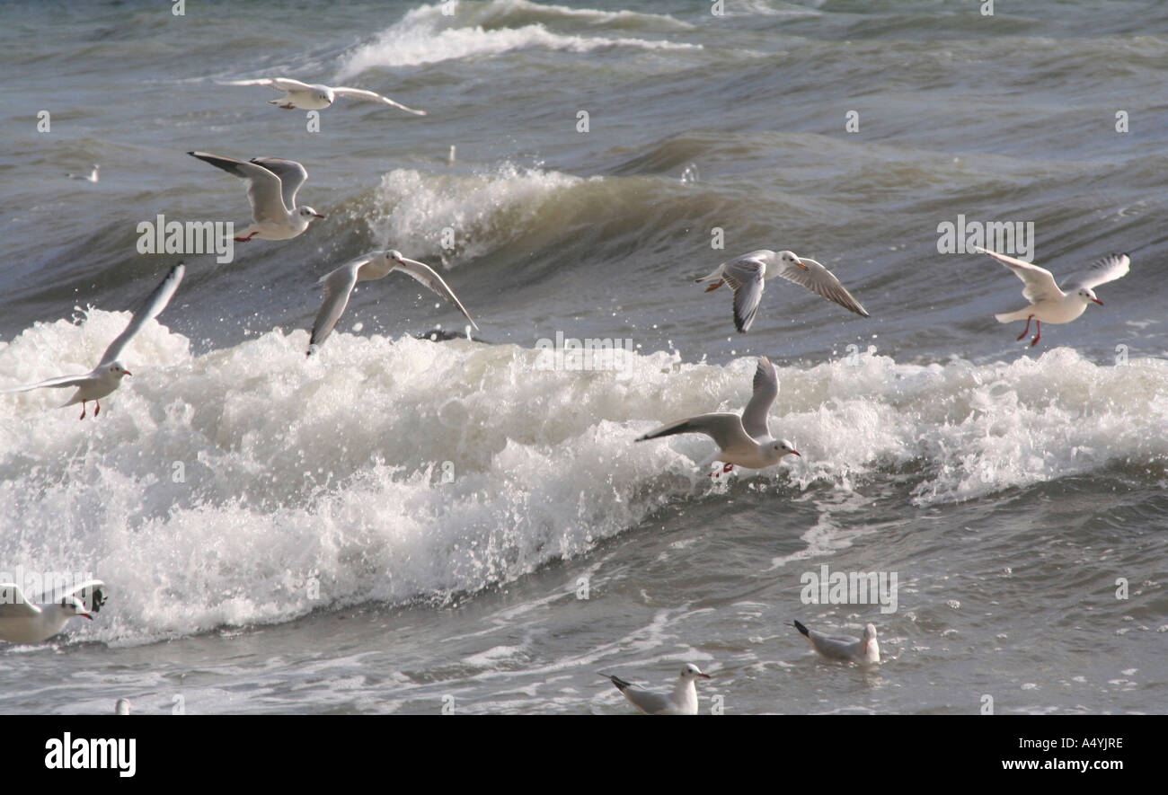 @seagulls hi-res stock photography and images - Alamy