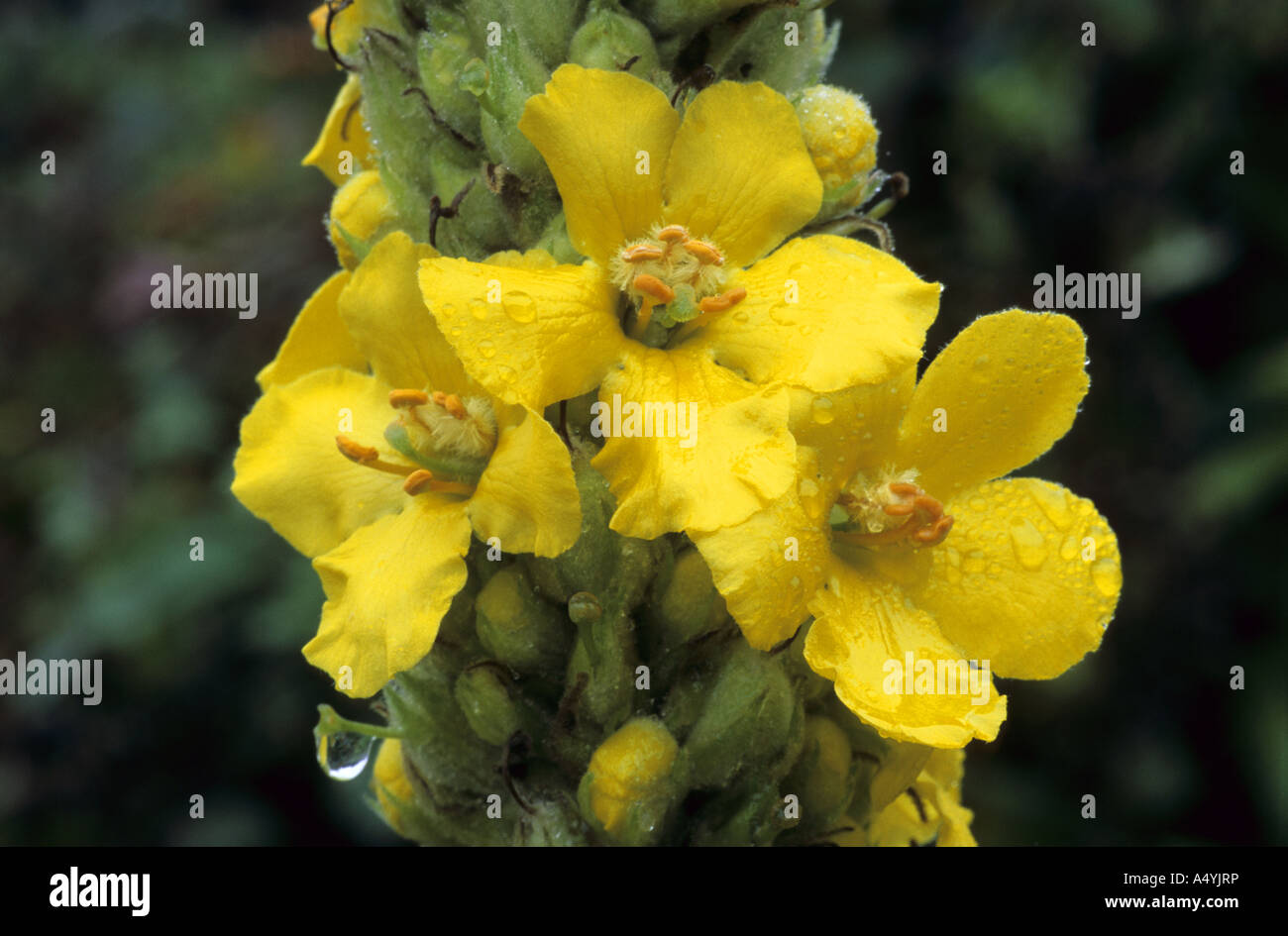 Thapsus hi-res stock photography and images - Alamy