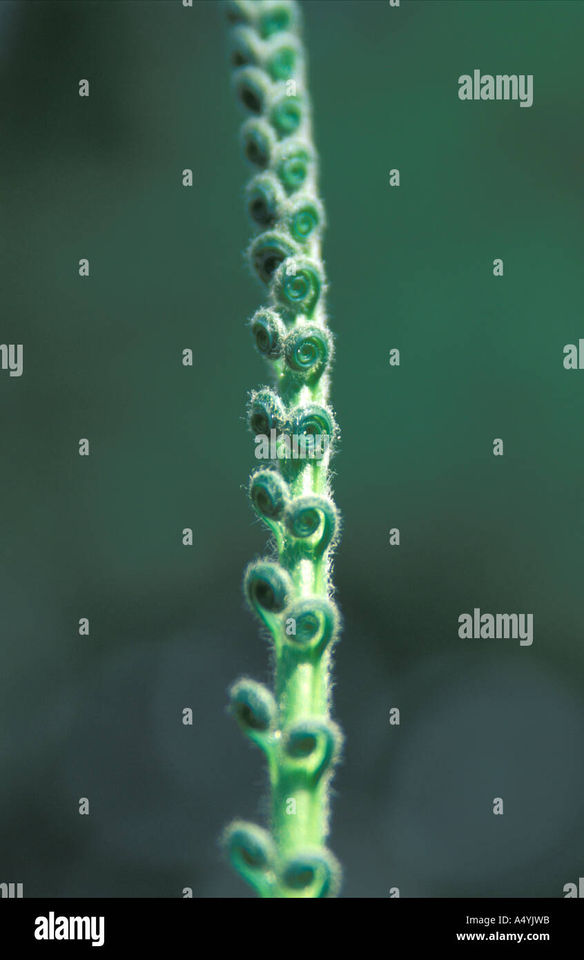 Halm hi-res stock photography and images - Alamy