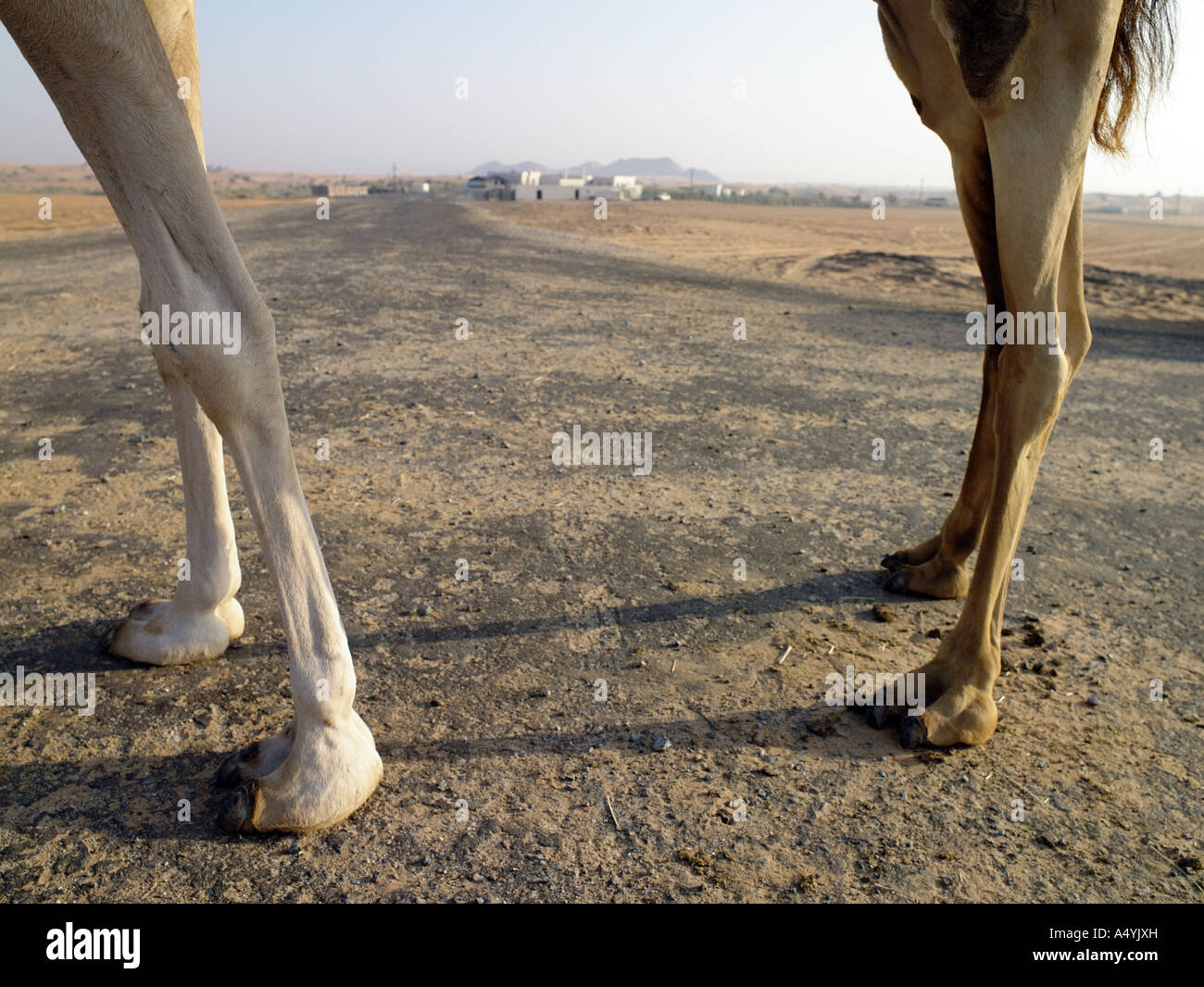 Camels legs hi-res stock photography and images - Alamy