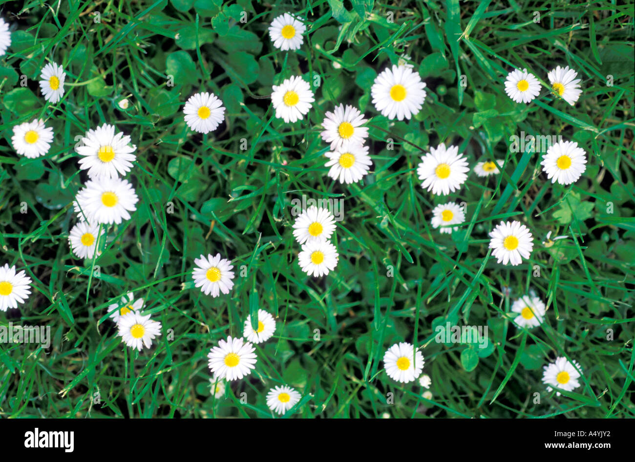 Meadows daisy meadows daisy hi-res stock photography and images - Alamy