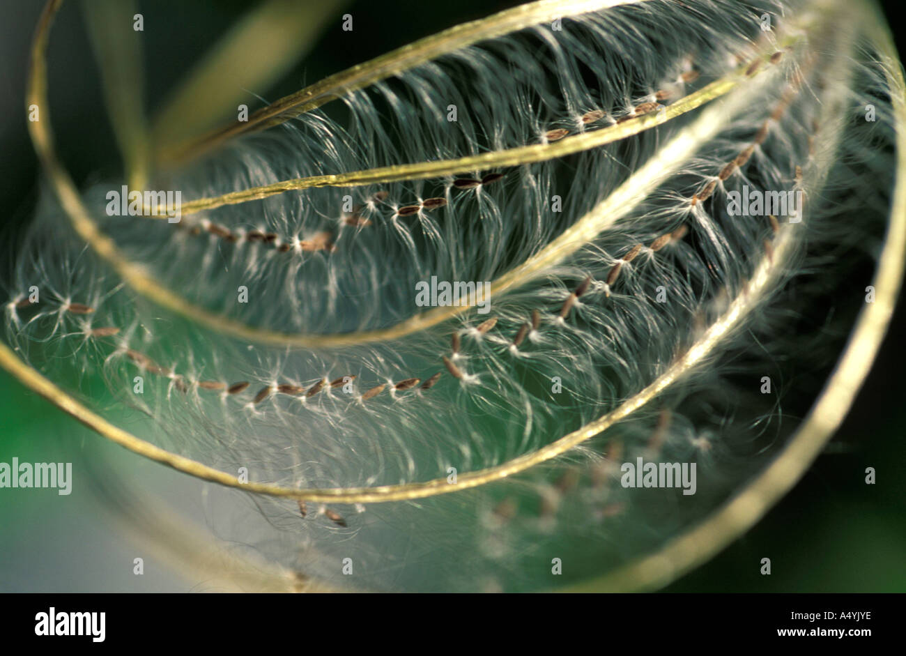 Seed capsule embedded Stock Photo - Alamy
