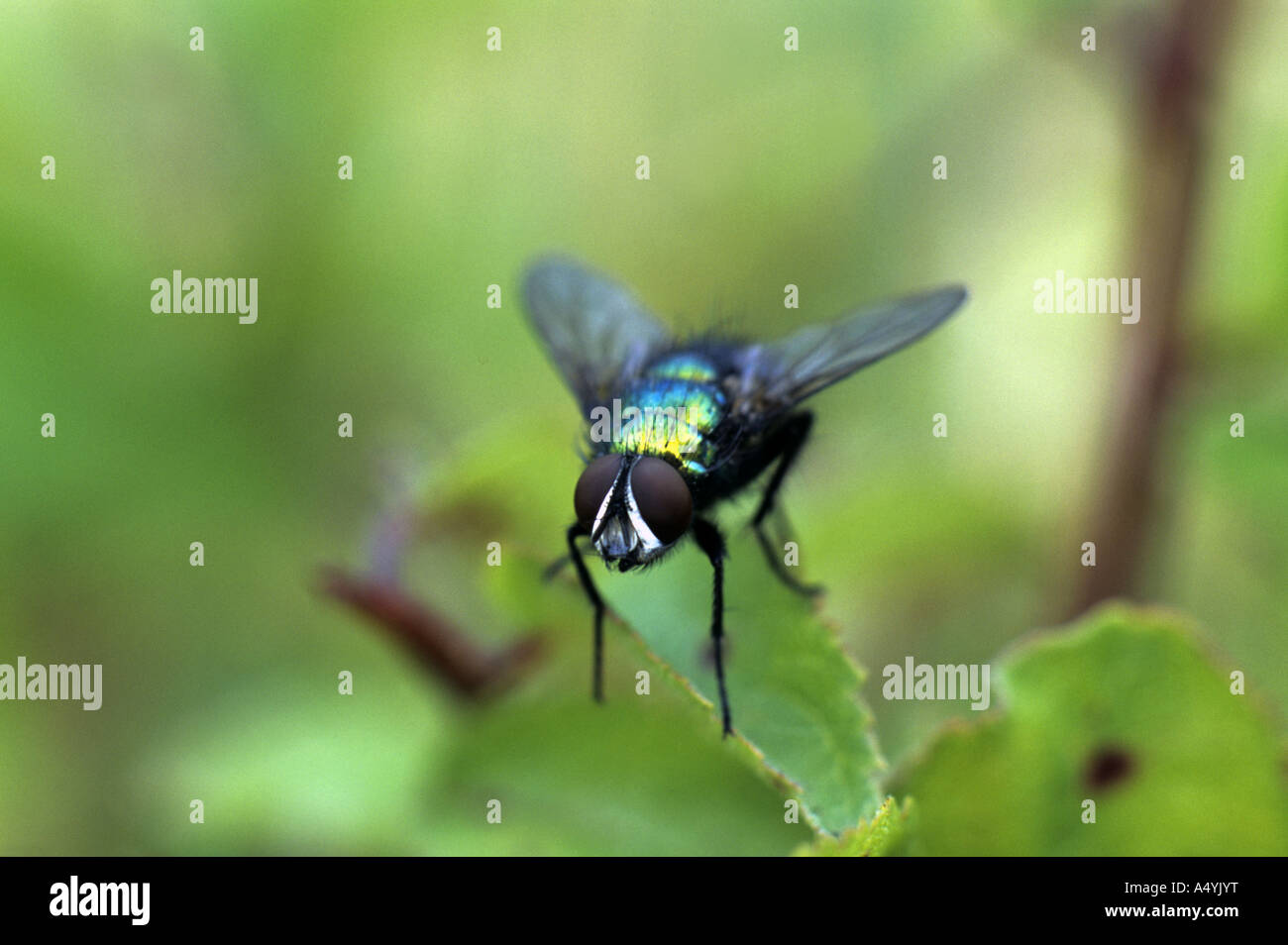 greenbottle fly Lucilia caesar Stock Photo - Alamy
