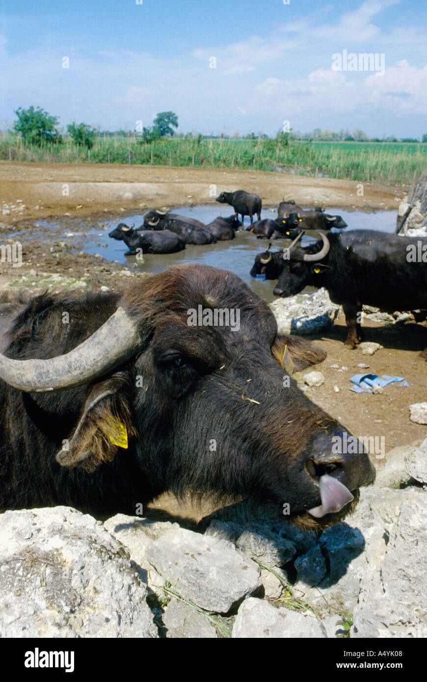 Italy Campania Water buffalo valued for their milk used for buffalo ...