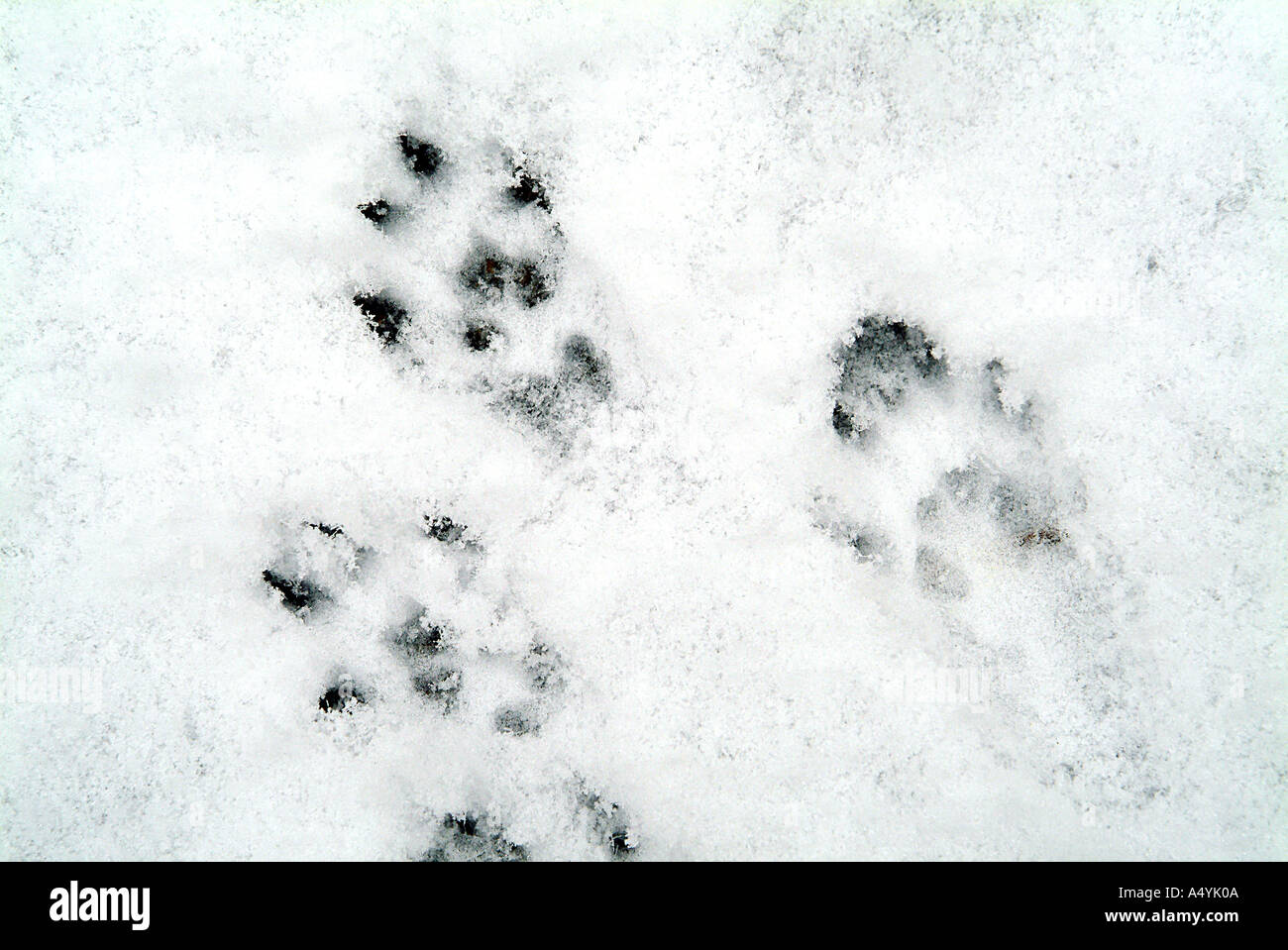 set of three fox footprints in the snow Stock Photo - Alamy
