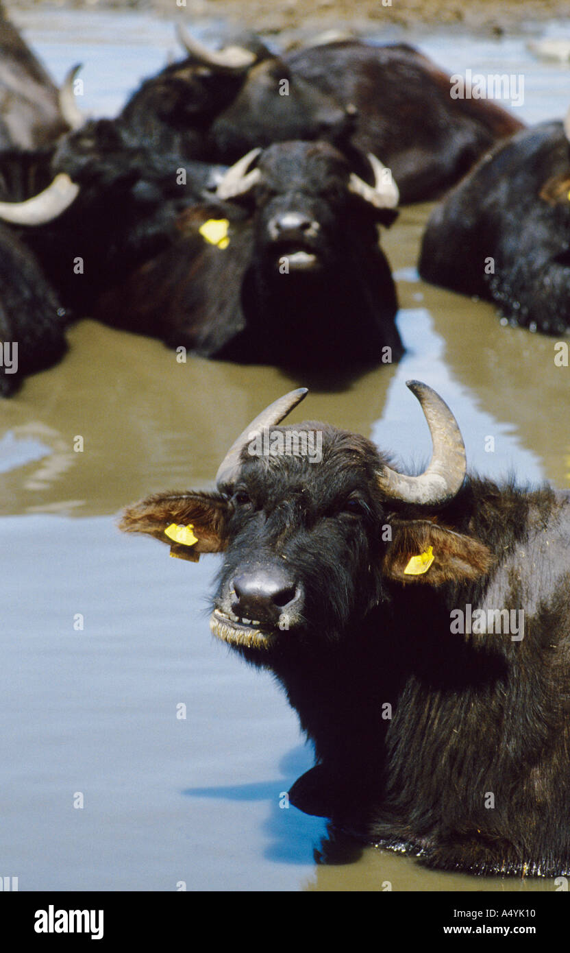 Italy campania water buffalo hi-res stock photography and images - Alamy