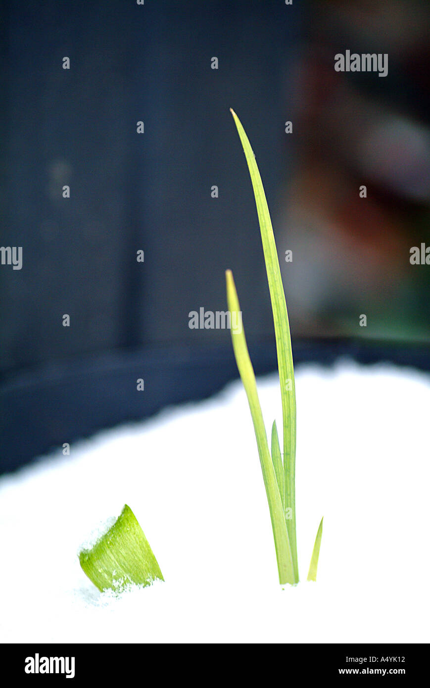 The first green shoot of spring growing up through snow Stock Photo - Alamy