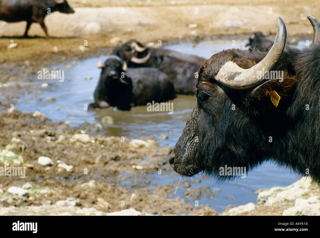 Italy Campania Water buffalo valued for their milk used for buffalo ...