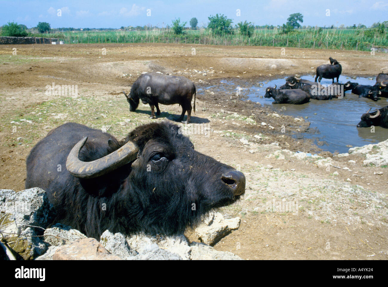 Italy Campania Water buffalo valued for their milk used for buffalo ...