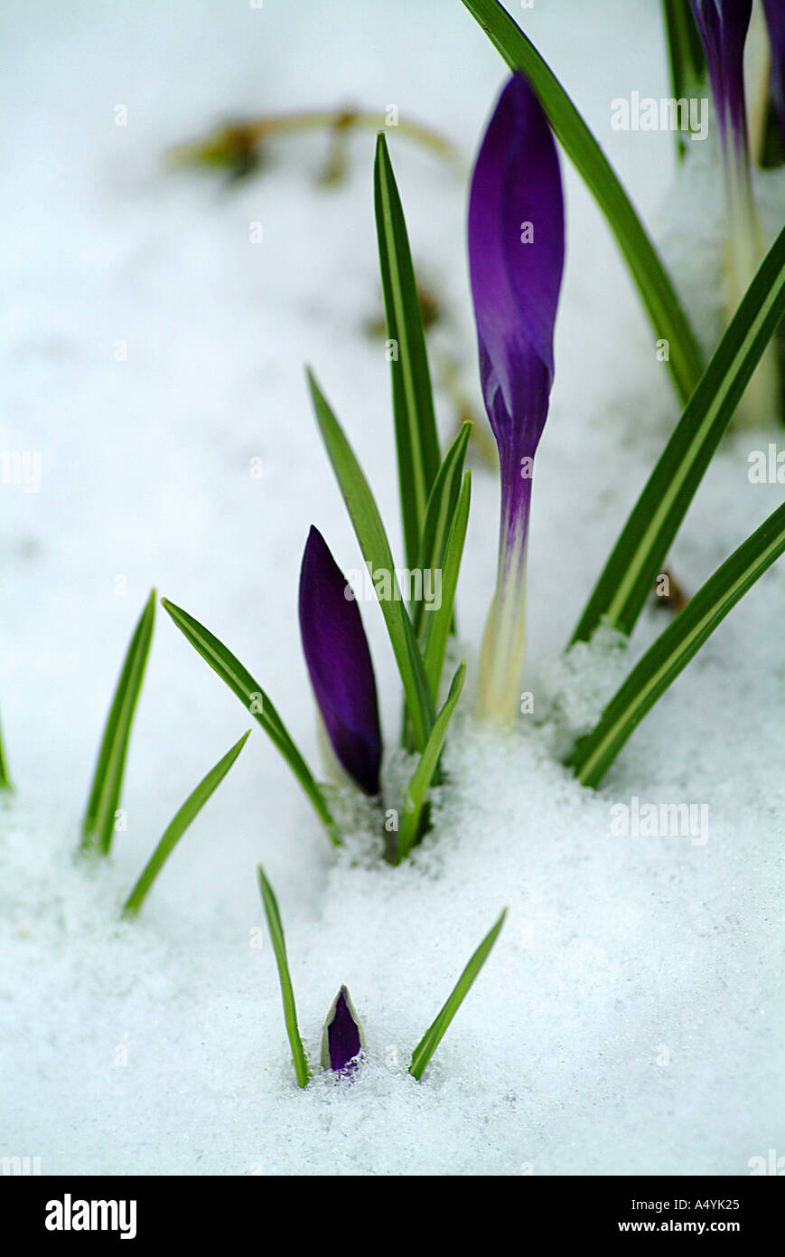 Baby crocus hi-res stock photography and images - Alamy