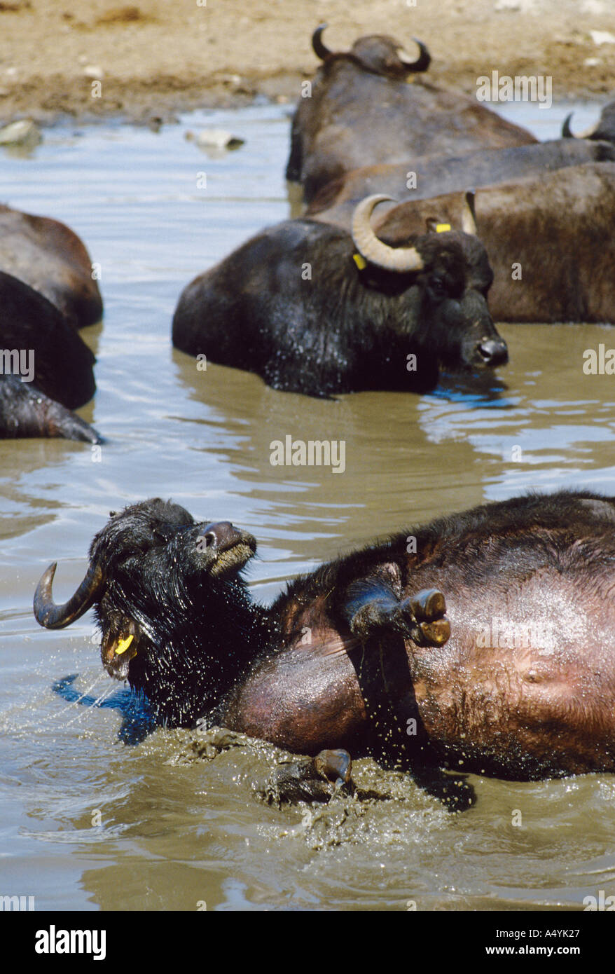 Water buffalo italy hi-res stock photography and images - Alamy