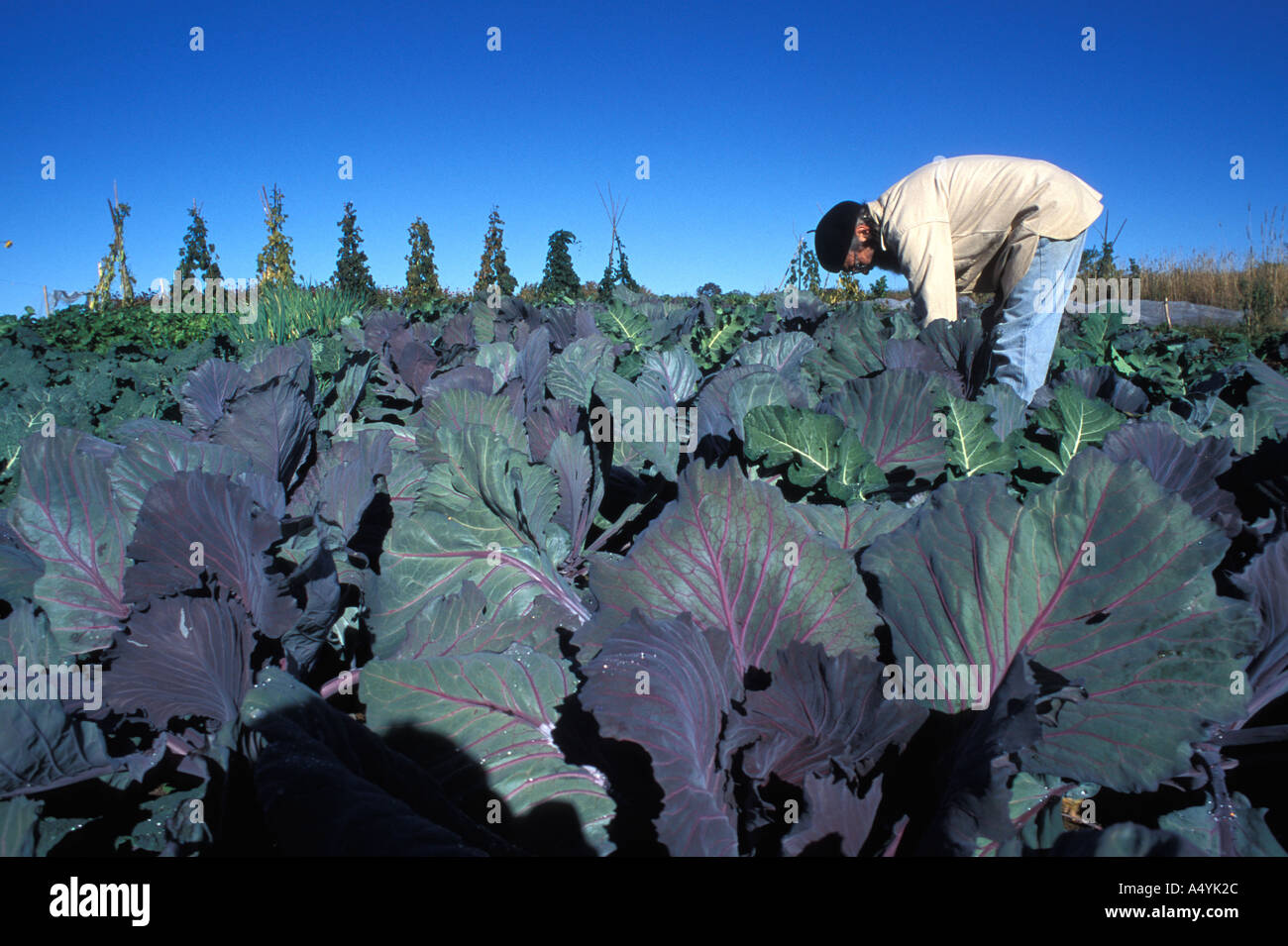 Organic farmer with black beret in Eastern Canada tending his crop of ...