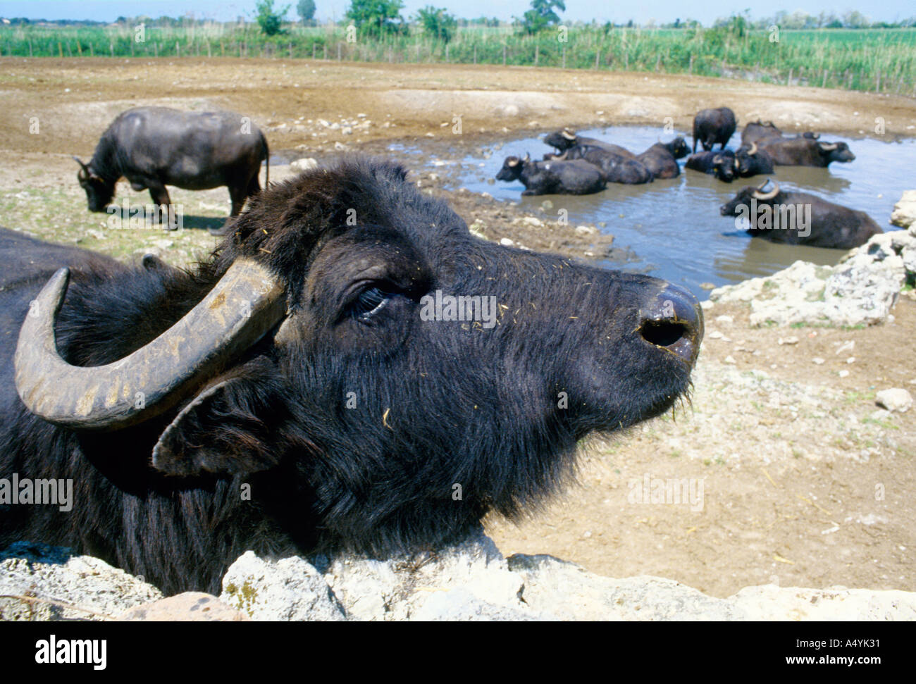 Water buffalo mozzarella hi-res stock photography and images - Alamy