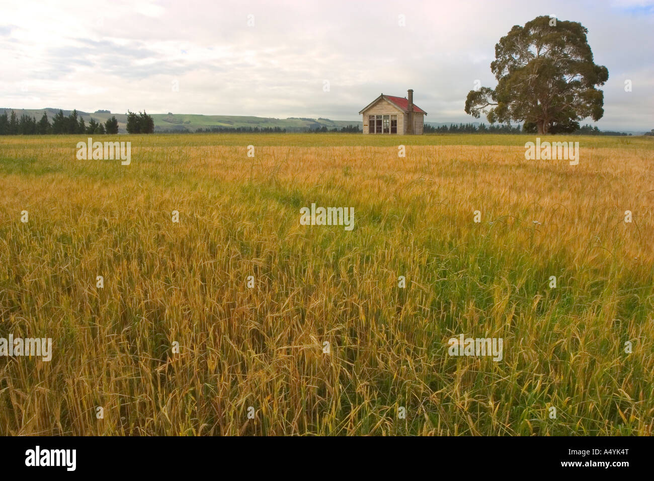 derelict farmhouse in field Stock Photo - Alamy